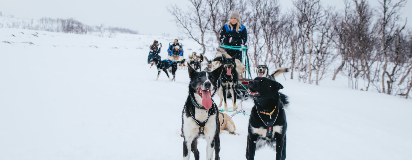 Dog sledding with huskies in Tromso | Visit Tromso | Norway