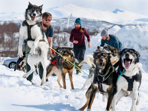 Run Wild Mushing | Visit Tromsø