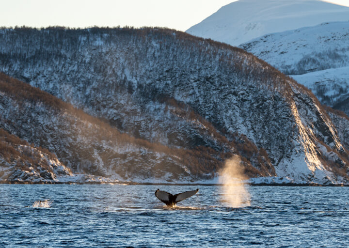 Home | Visit Tromso | Norway