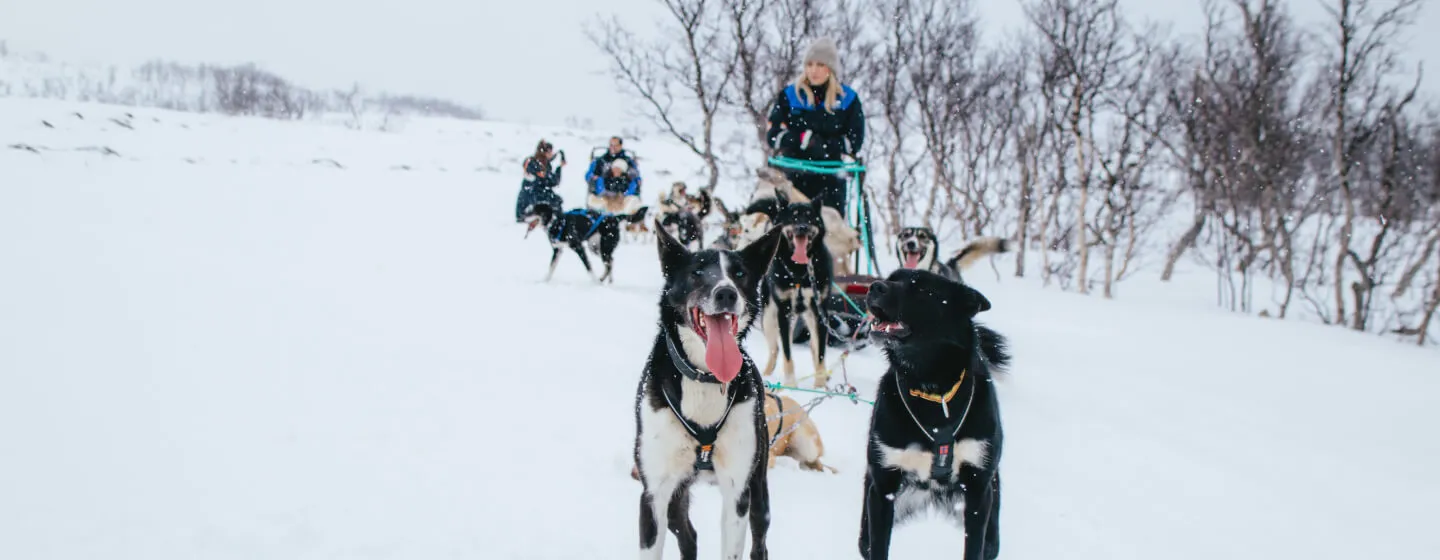 Dog sledding with huskies in Tromso | Visit Tromso | Norway