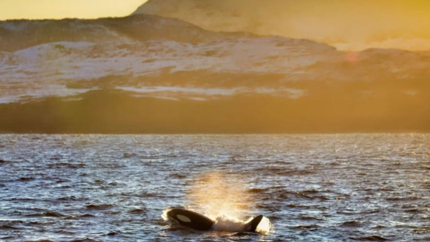 Hvalsafari – Rask og komfortabel katamaran | Visit Tromsø