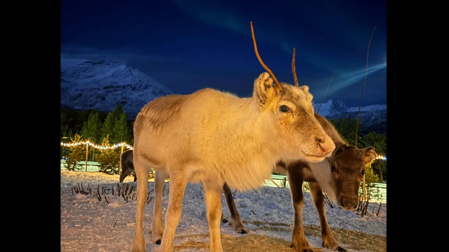 A Day in the Lyngenfjord – Reindeer, Huskies, Sami Stories and lunch ...
