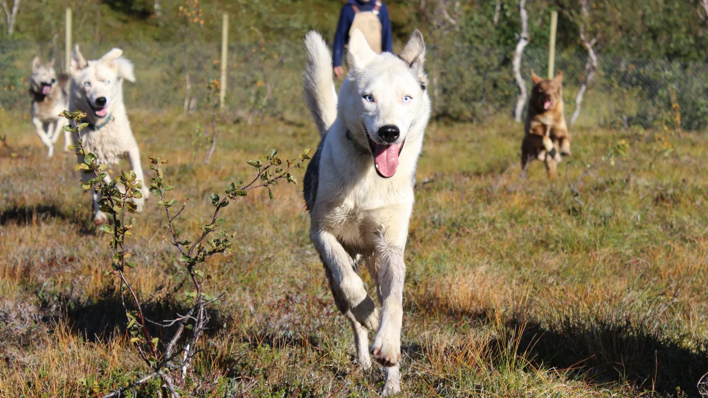 Active Husky Walk | Visit Tromso | Norway