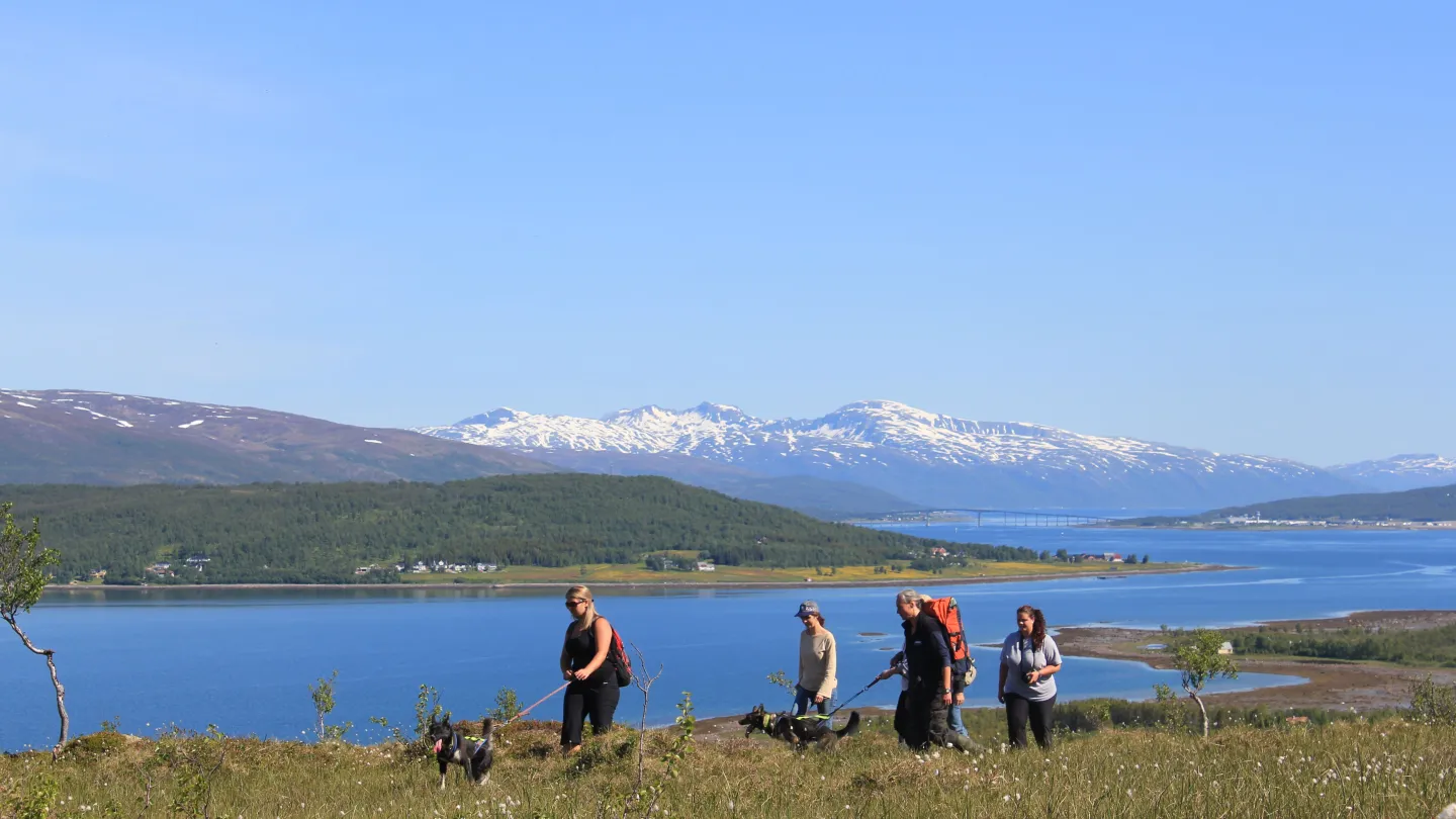 Husky hike and puppy visit package | Visit Tromso | Norway