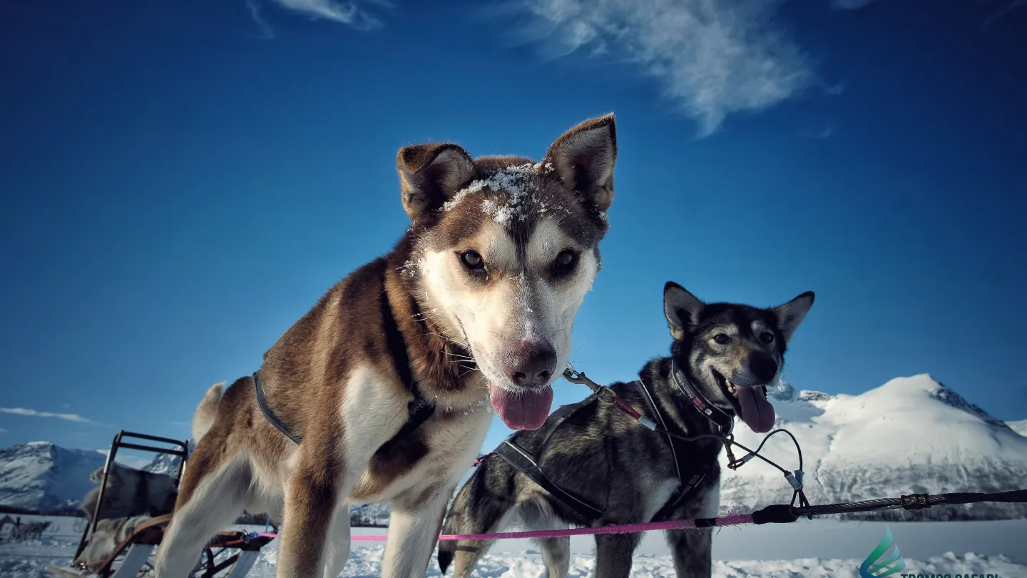 Husky Safari with Harkinn Husky - Morning | Visit Tromso | Norway