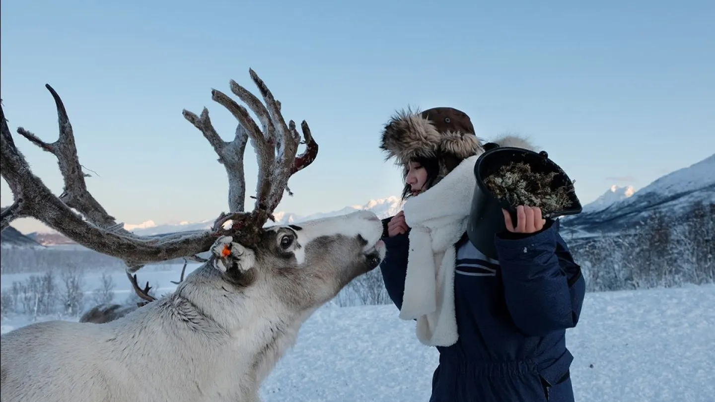 Reindeer feeding and Sami culture | Visit Tromso | Norway