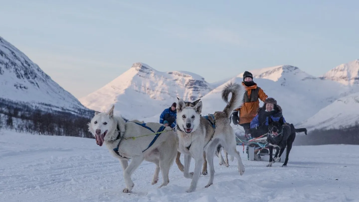 Advanced Dog Sledding, Tromsø Ice Domes Snow Park & Reindeer Visit ...